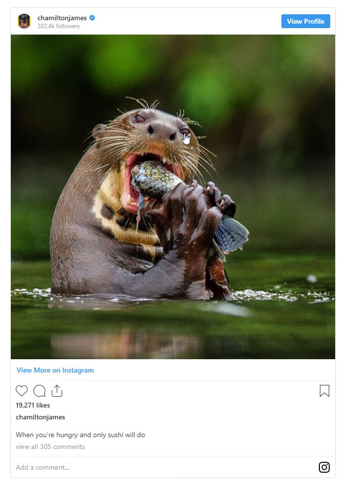 Top 12 Famous Wildlife Photographers Working Today